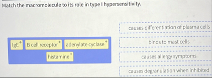 Solved Match the macromolecule to its role in type I | Chegg.com