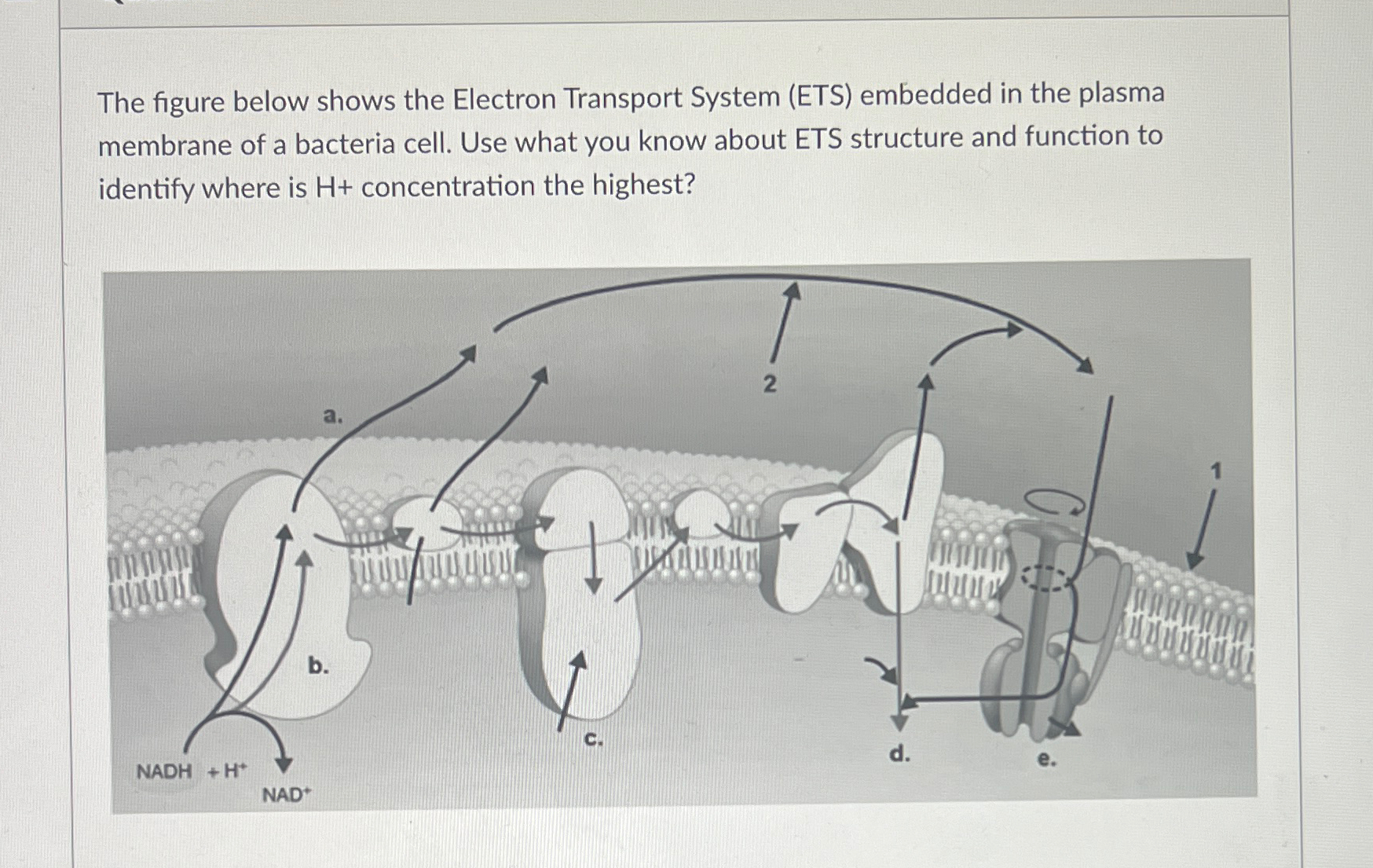 Solved The figure below shows the Electron Transport System | Chegg.com