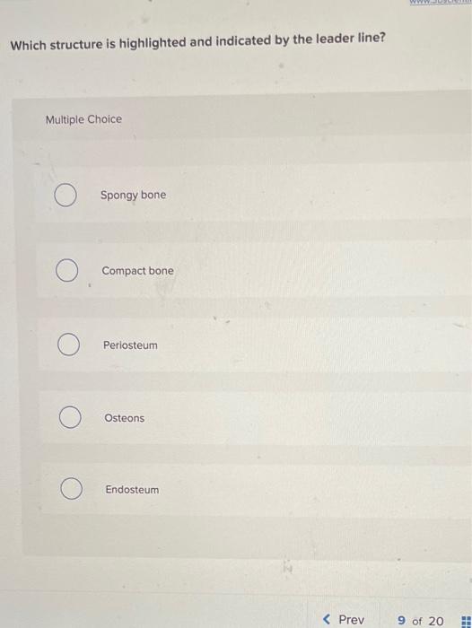 Solved WAN Which structure is highlighted and indicated by | Chegg.com