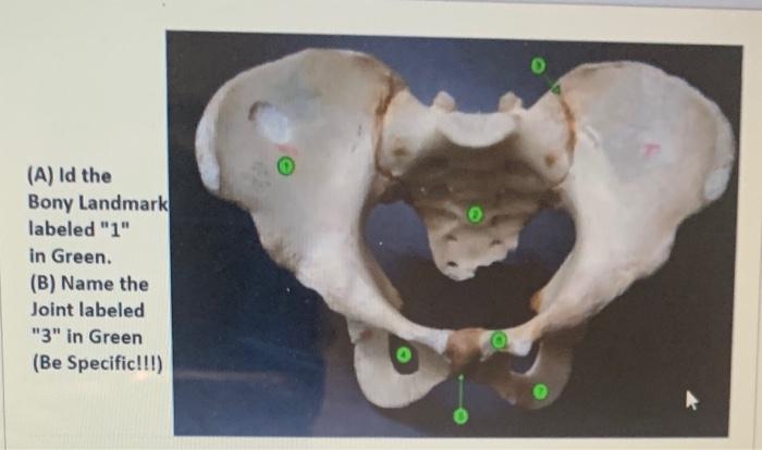 Solved (A) Id the Bony Landmark labeled "1" in Green. (B) | Chegg.com