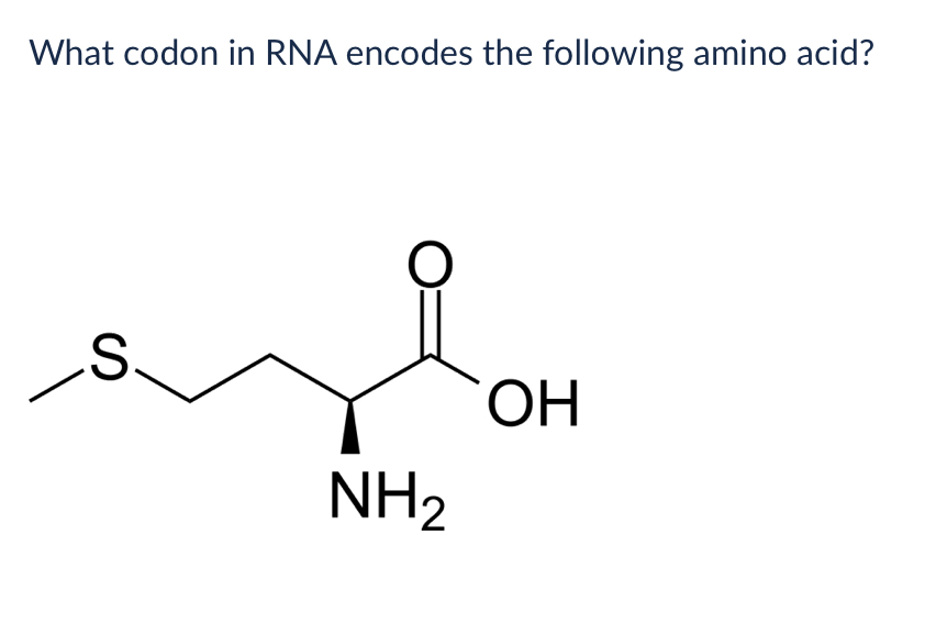 Solved What codon in RNA encodes the following amino acid? | Chegg.com