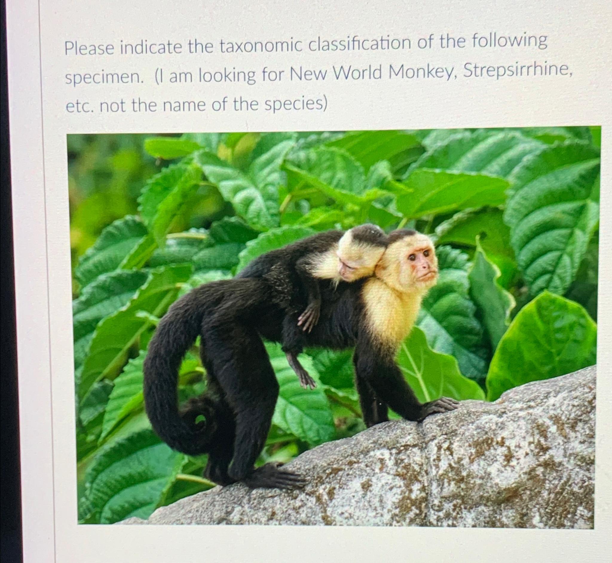 Solved Please indicate the taxonomic classification of the | Chegg.com