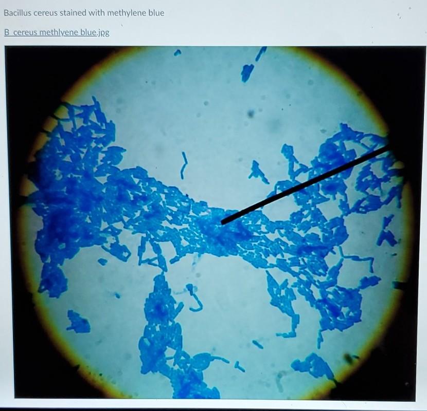 Solved Observations and Results Methylene Blue Crystal | Chegg.com