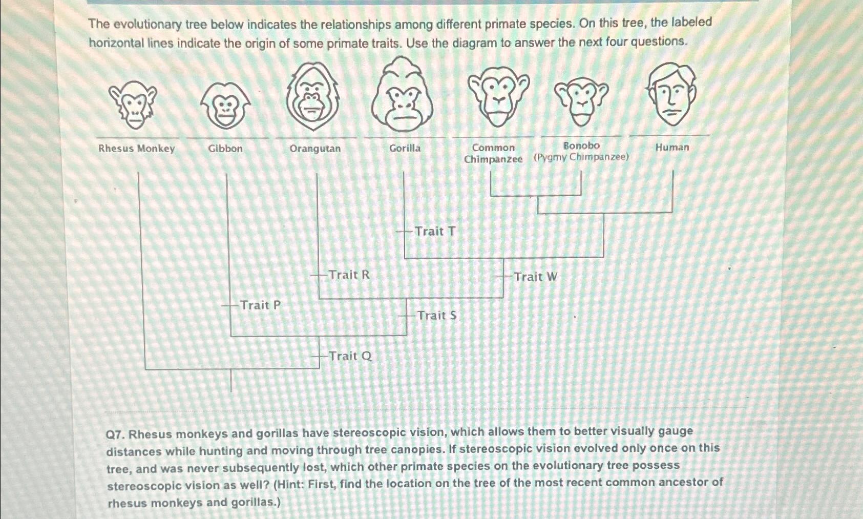 Solved The evolutionary tree below indicates the | Chegg.com