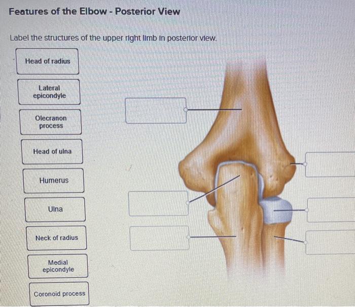 Solved Features of the Elbow - Posterior View Label the | Chegg.com