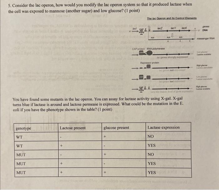 Solved 5. Consider the lac operon, how would you modify the | Chegg.com