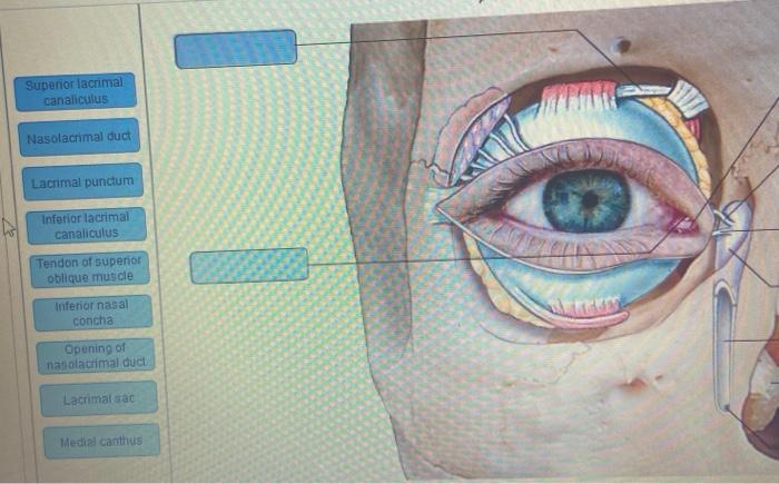 Solved Superior lacrimal canaliculus Nasolacrimal duct | Chegg.com
