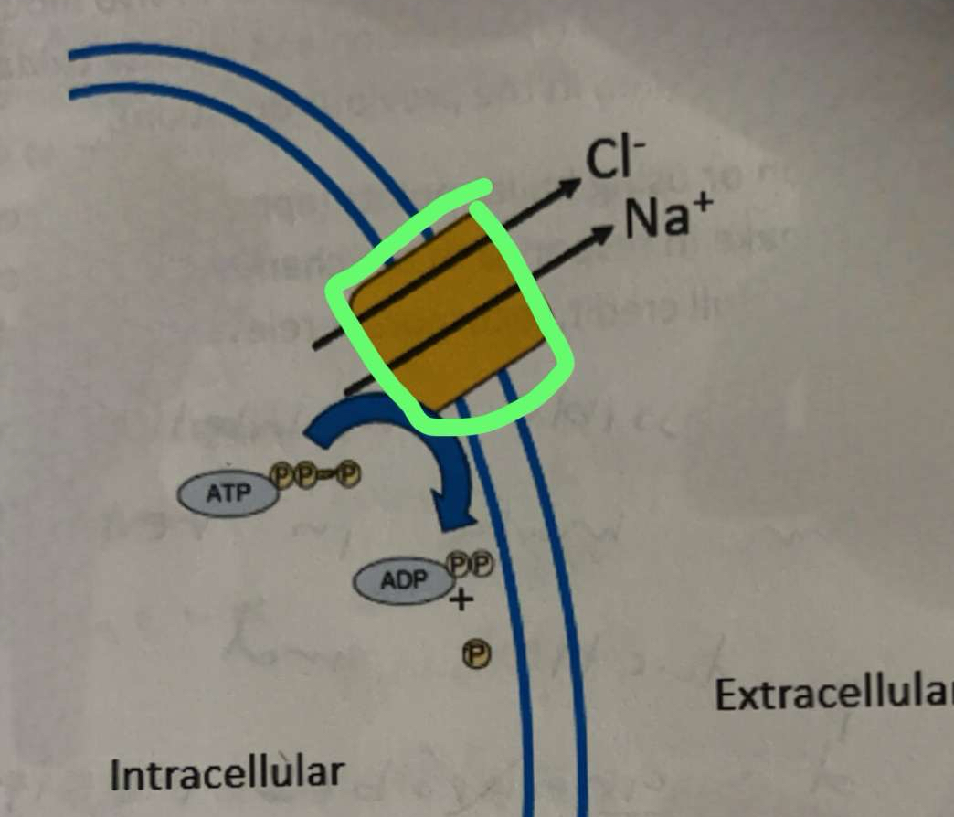 Solved What is the name of the structure boxed in green? | Chegg.com