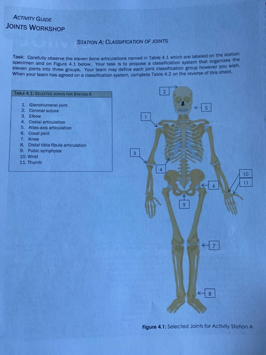 Solved ACTIVITY GUIDE JOINTS WORKSHOP STATION A: | Chegg.com