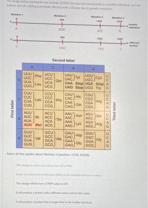 Solved The ithate below represents two strands of DNA: the | Chegg.com