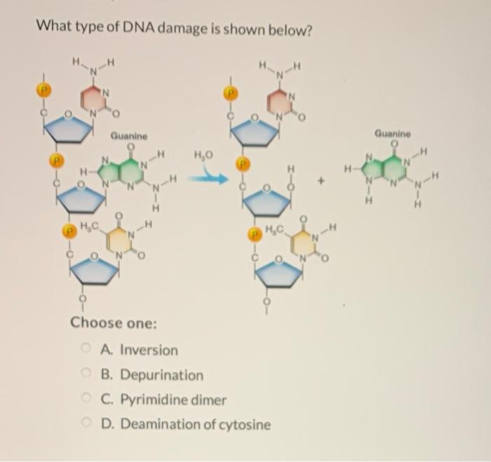 Solved What type of DNA damage is shown below? H N Guanine | Chegg.com