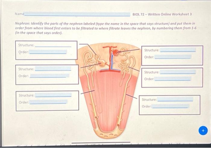 Solved Name Nephron: Identify the parts of the nephron | Chegg.com