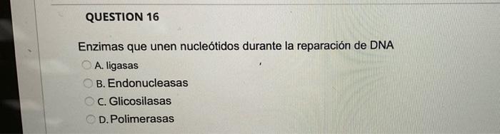 Solved Enzimas que unen nucleótidos durante la reparación de | Chegg.com