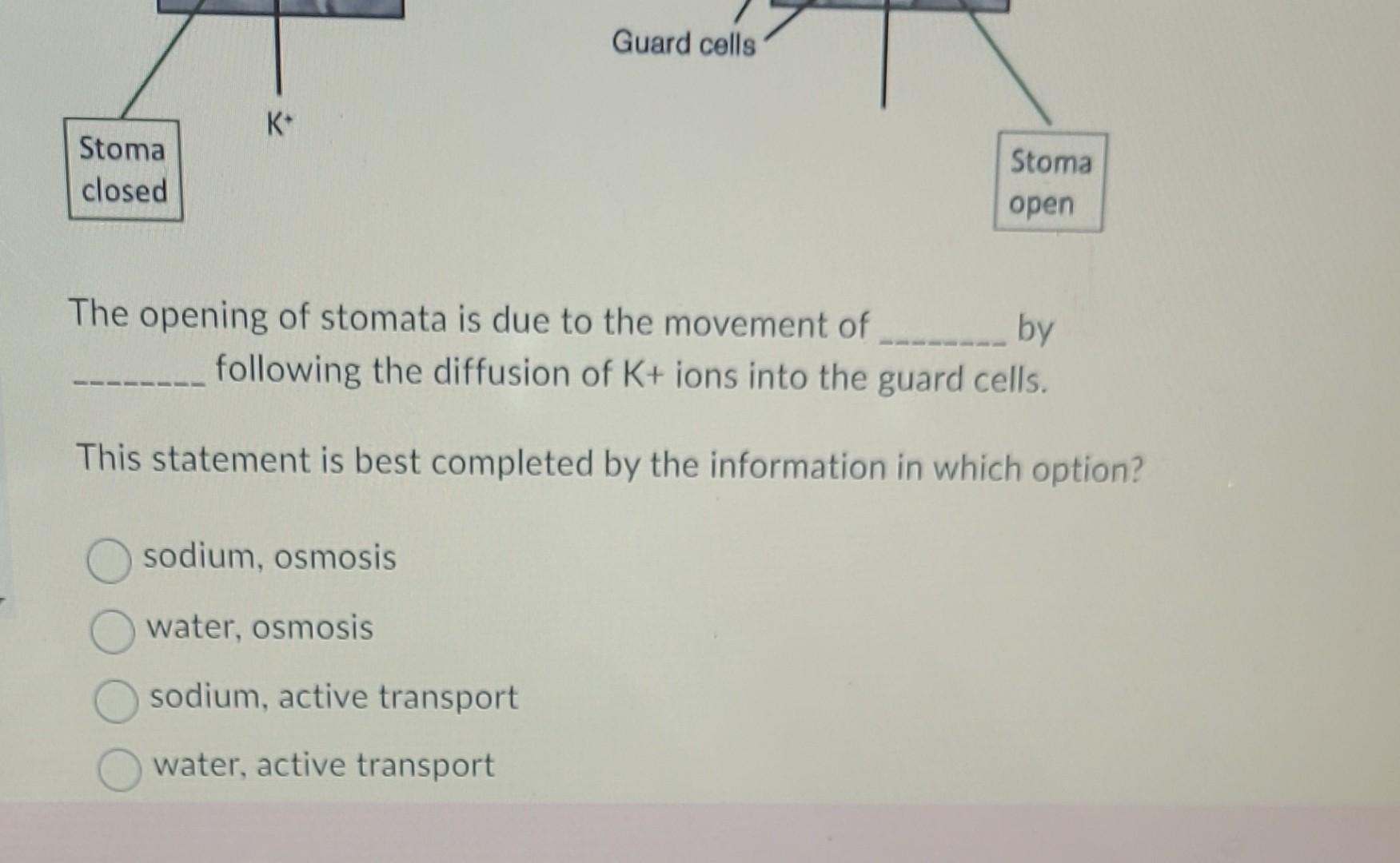Solved Stoma The opening of stomata is due to the movement | Chegg.com