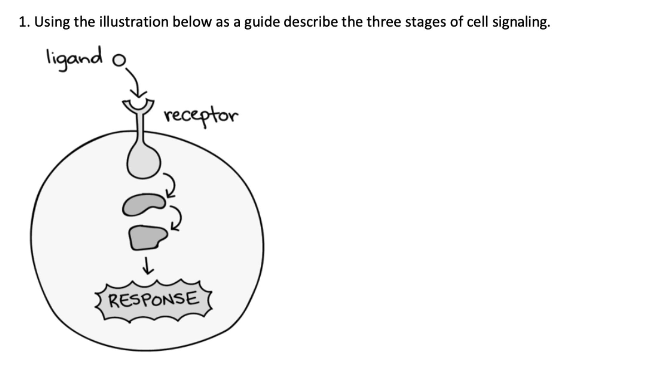 Solved Using the illustration below as a guide describe the | Chegg.com