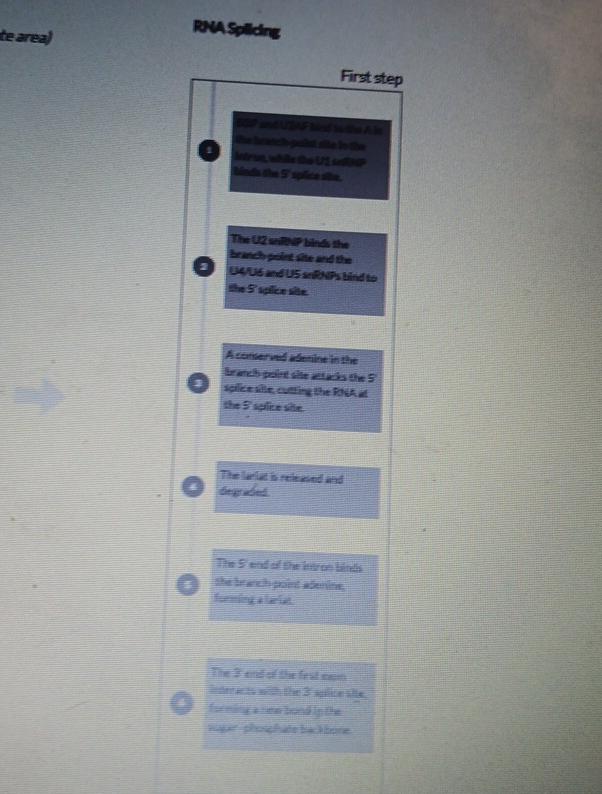 Solved place the following steps of RNA splicing in the | Chegg.com