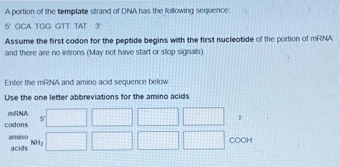 Solved A portion of the template strand of DNA has the | Chegg.com
