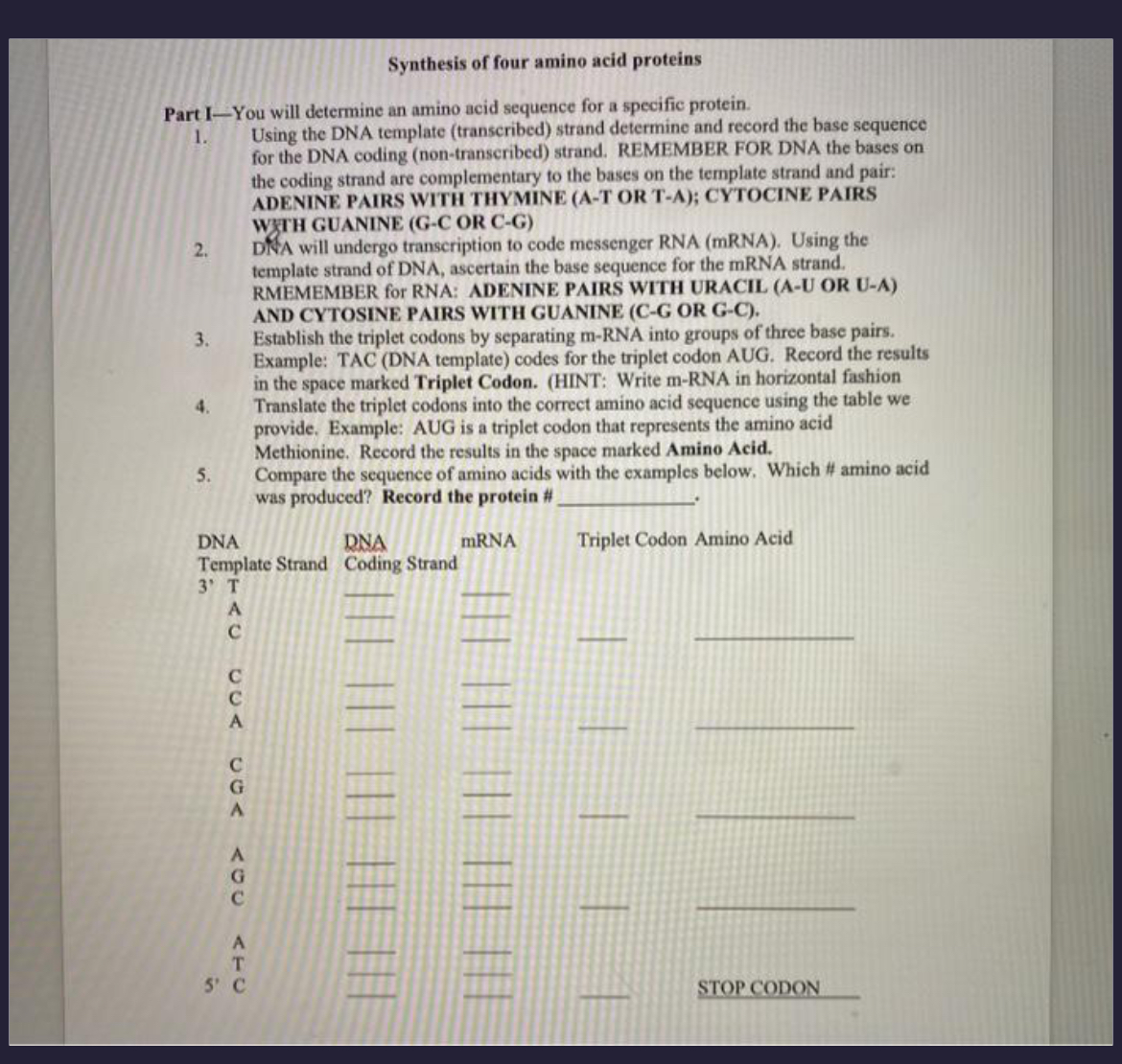 Solved Synthesis of four amino acid proteinsPart I-You will | Chegg.com
