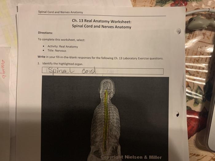 Solved Ch. 13 Real Anatomy Worksheet: Spinal Cord and Nerves | Chegg.com