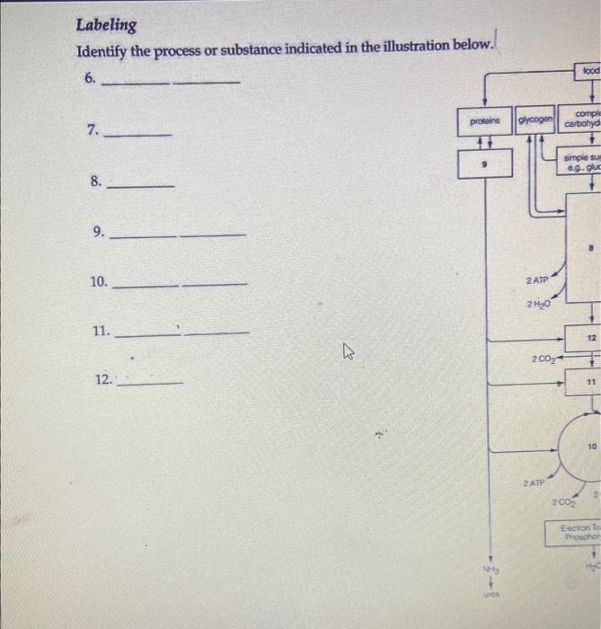 Solved Labeling Identify the process or substance indicated | Chegg.com