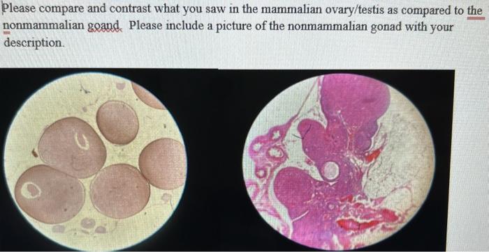 Solved label the following structures into the mammalian | Chegg.com