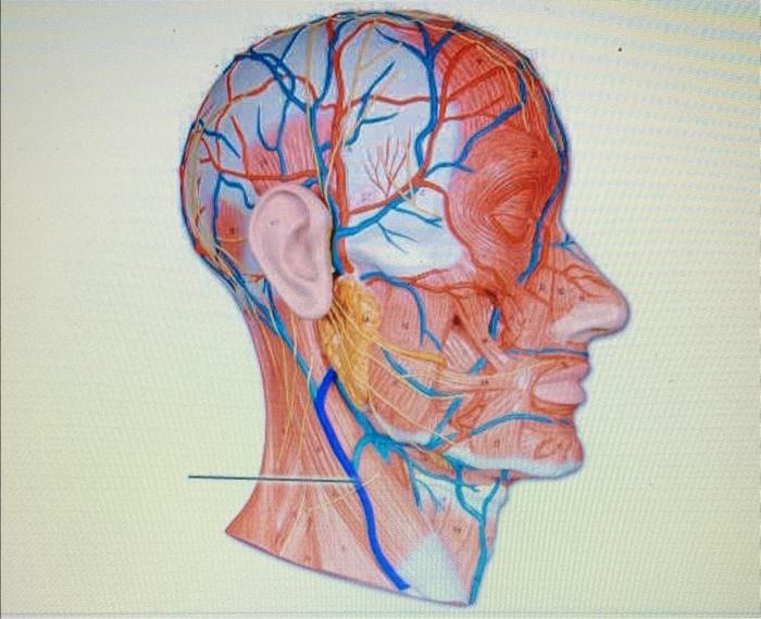 Solved I need help to identify the highlighted vessels, | Chegg.com