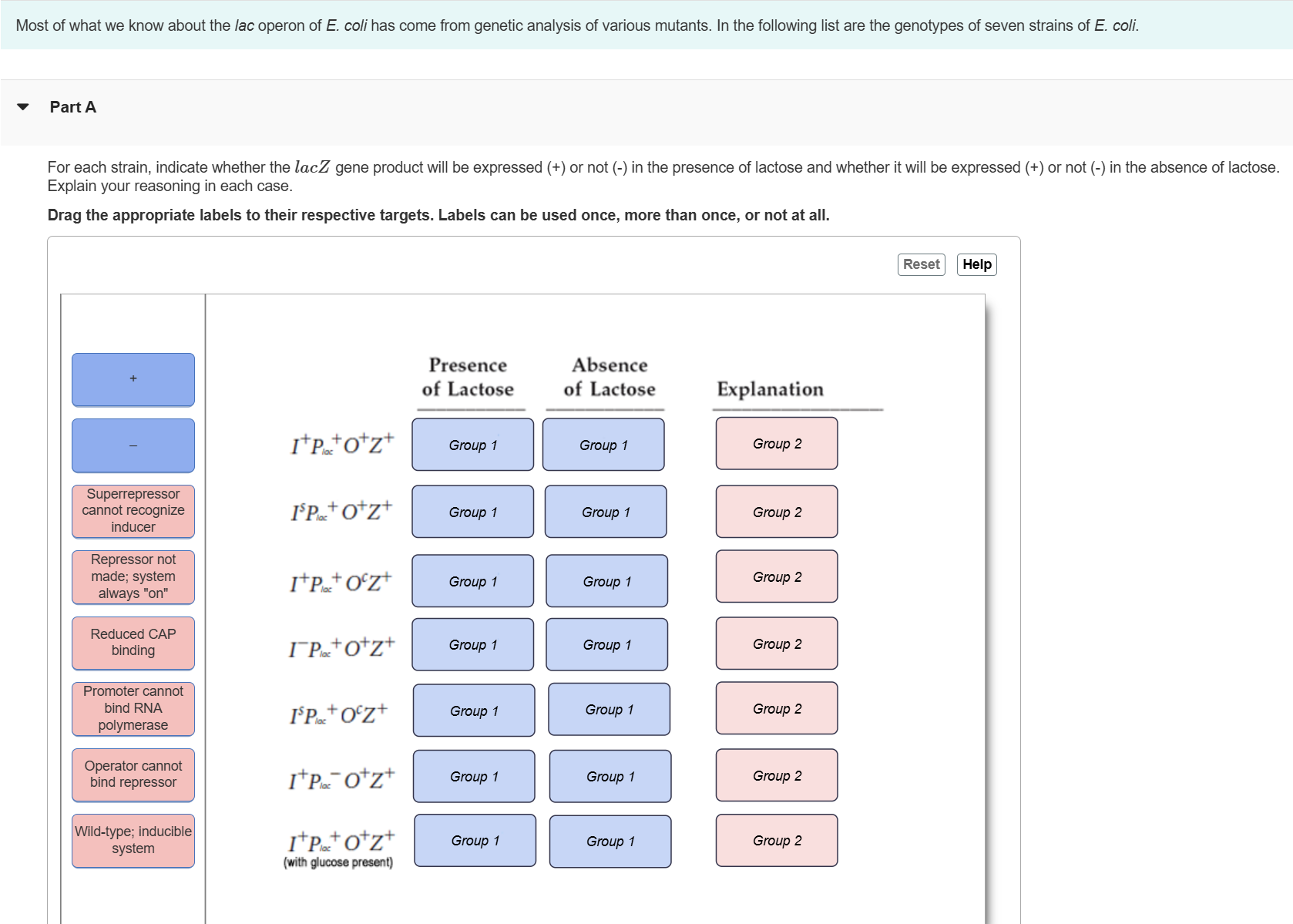 Solved Most of what we know about the lac operon of E. ﻿coli | Chegg.com