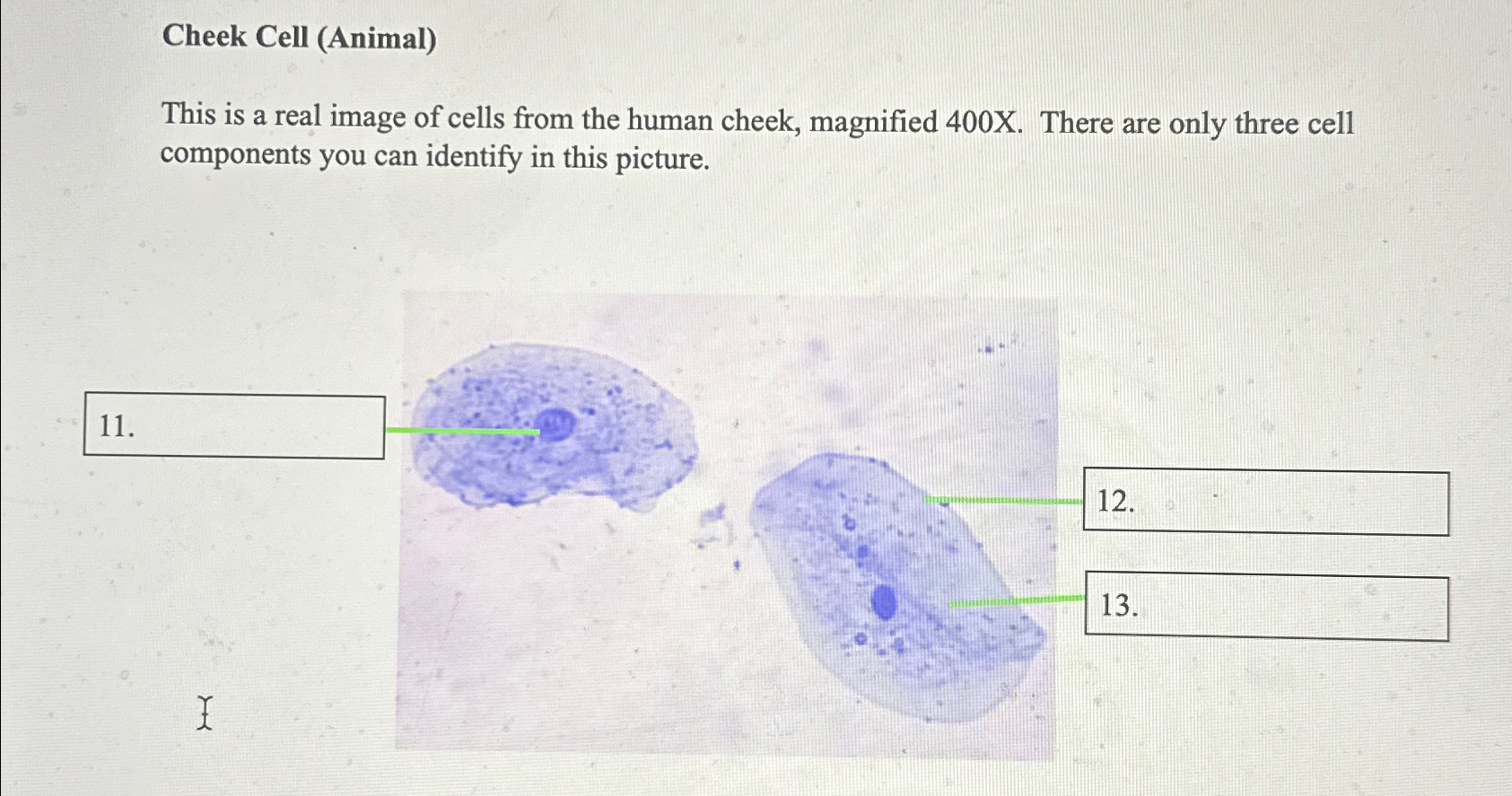 Solved Cheek Cell (Animal)This is a real image of cells from | Chegg.com