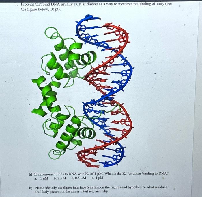 Solved Proteins that bind DNA usually exist as dimers as a | Chegg.com