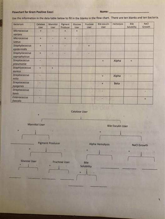 Solved Flowchart for Gram Positive Cocci Name: Use the | Chegg.com