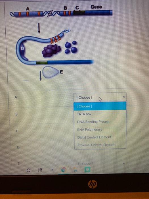Solved B Gane woya | E А [ Choose I Choose TATA box DNA | Chegg.com