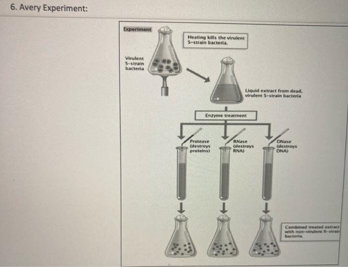 Solved 6. Avery Experiment: 7. Hershey and Chase | Chegg.com