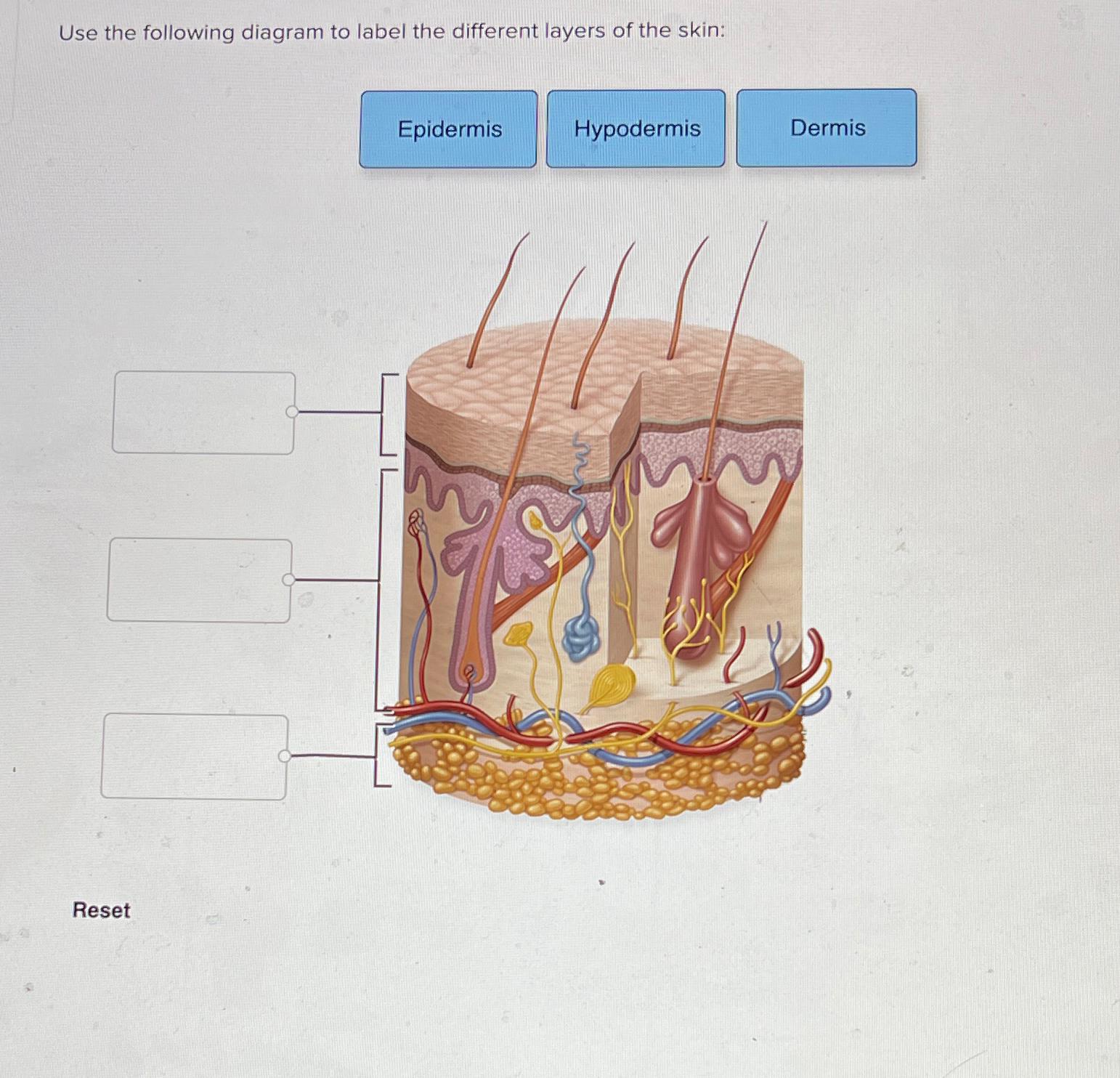 Solved Use the following diagram to label the different | Chegg.com