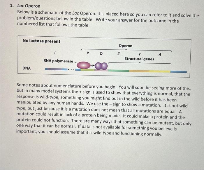 Solved Lac Operon Below is a schematic of the Lac Operon. It | Chegg.com