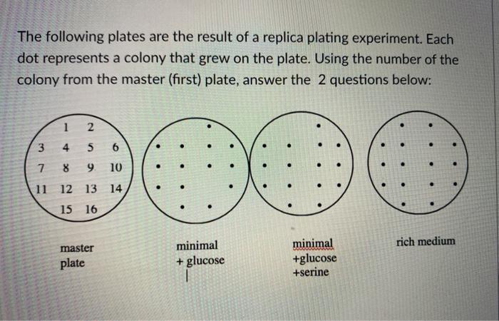 Solved The following plates are the result of a replica | Chegg.com