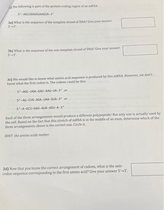 Solved 5'-AGCUGAGAUAAGUA-3' 3a) What is the sequence of the | Chegg.com