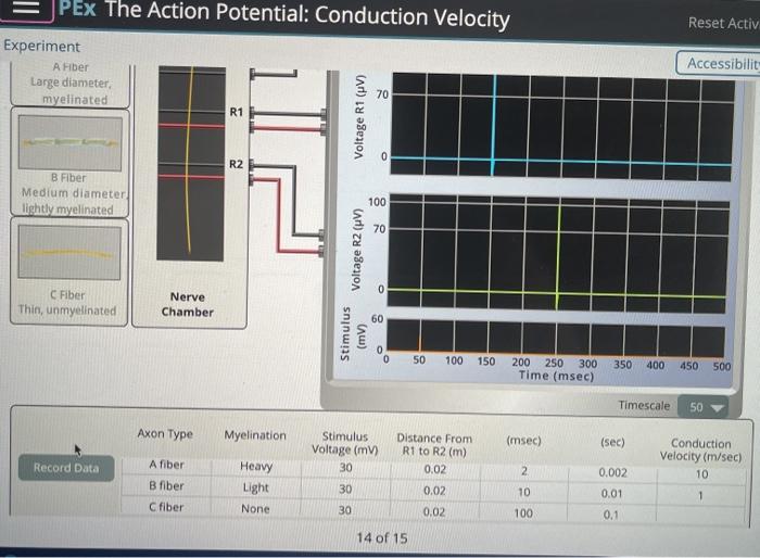 Solved PEx The Action Potential: Conduction Velocity Reset | Chegg.com