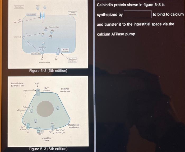 Solved Calbindin protein shown in figure 5-3 is synthesized | Chegg.com