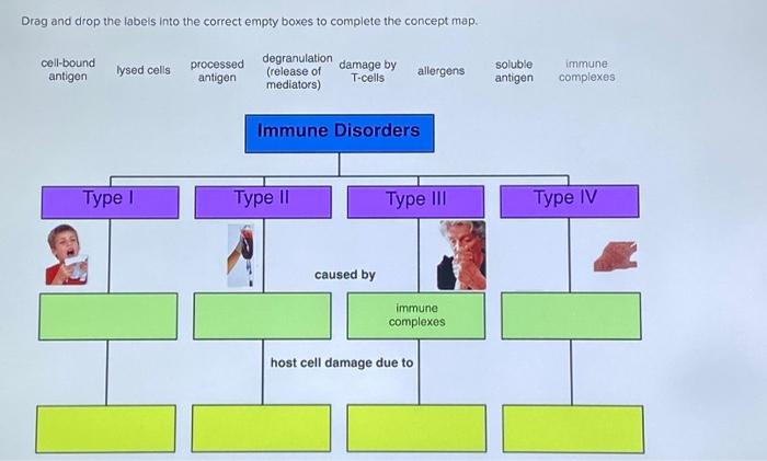 Solved Drag and drop the labels into the correct empty boxes | Chegg.com