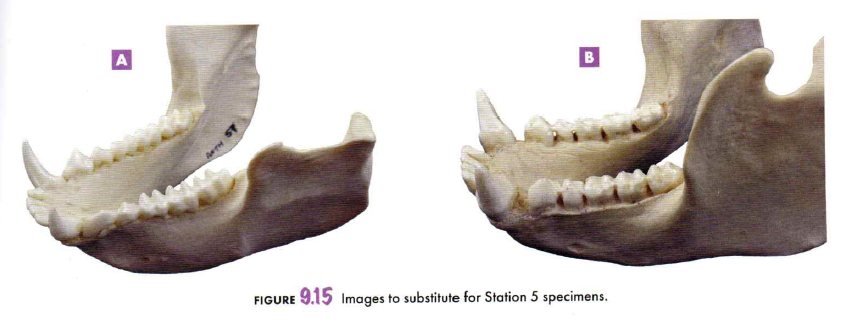 Solved Cercopithecoid (Old-World Monkey) ﻿or Hominoid | Chegg.com