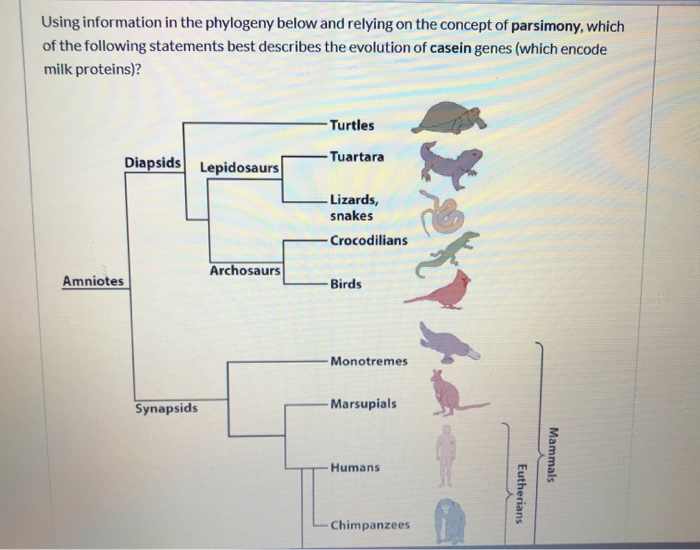 Solved Using information in the phylogeny below and relying | Chegg.com