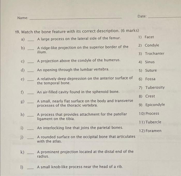 Solved 19. Match the bone feature with its correct | Chegg.com