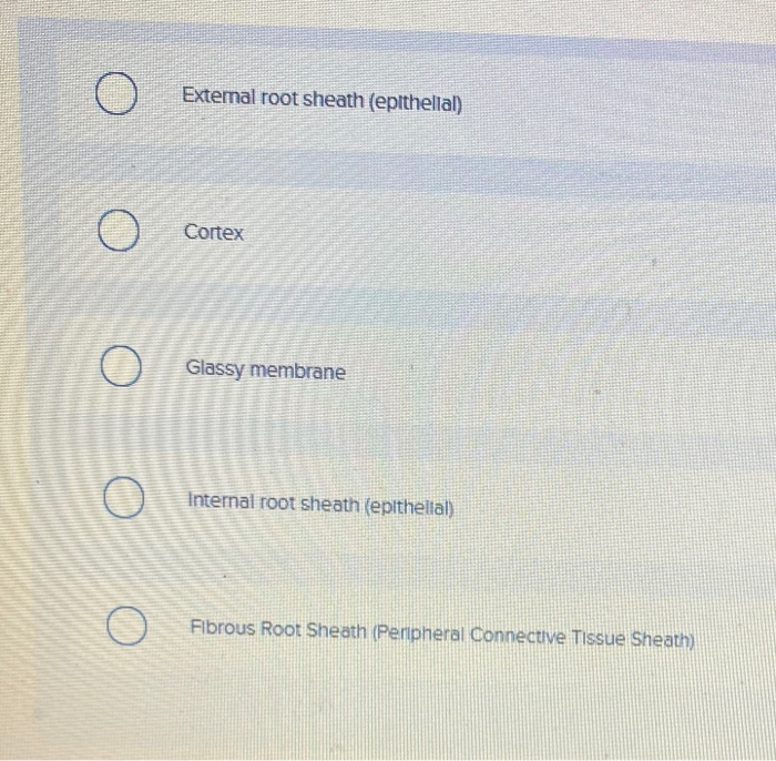 Solved O External root sheath (epithelial) O Cortex O Glassy | Chegg.com