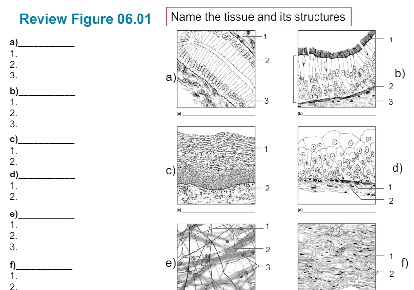 Solved a) ﻿a)b)c)d)e)f)2c)(c)e)d)(a) ﻿Review Figure | Chegg.com