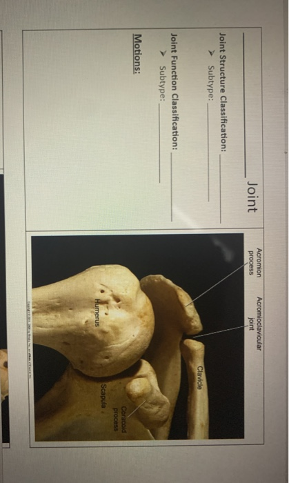 Solved Joint Acromion process Acromioclavicular joint Joint | Chegg.com
