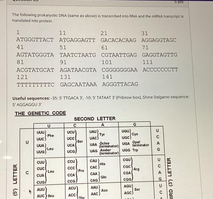 Solved The following prokaryotic DNA (same as above) is | Chegg.com