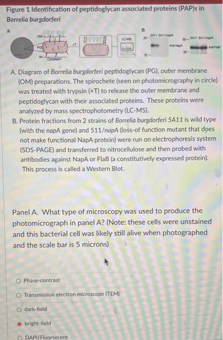 Solved Figure 1 Identification of peptidoglycan associated | Chegg.com