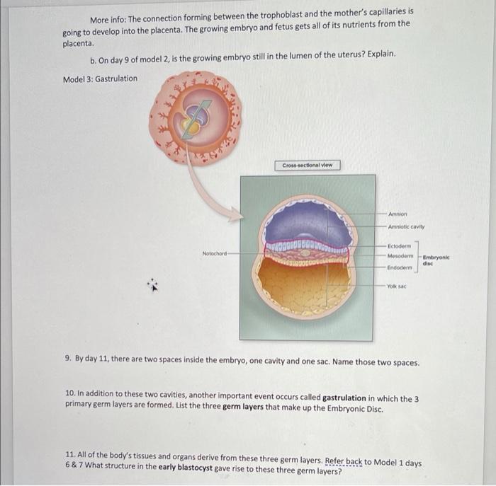Solved Embryonic Phase of Development POGIL Model 1: First | Chegg.com