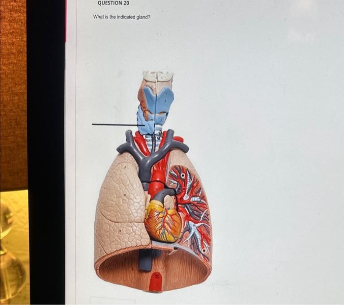 Solved What is the indicated gland? | Chegg.com