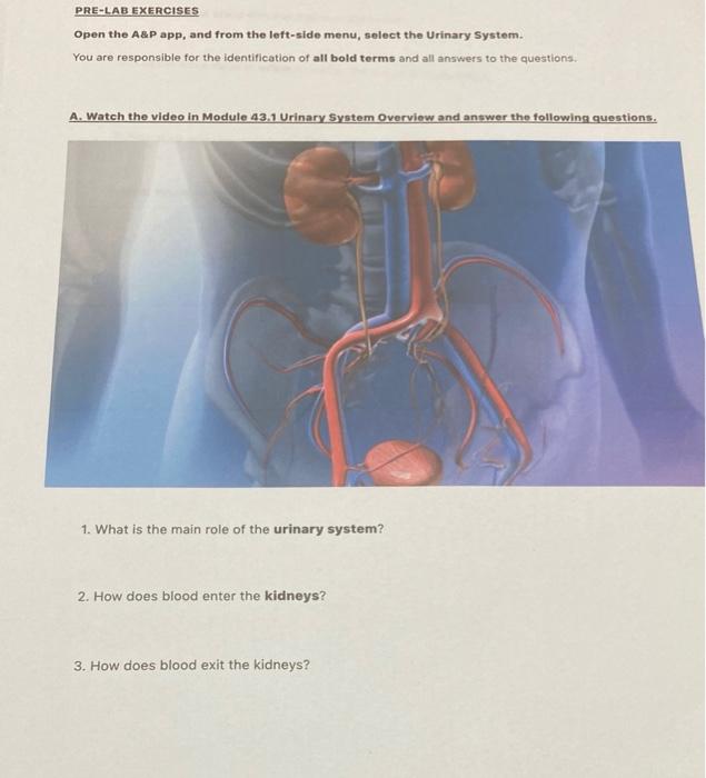Solved PRE-LAB EXERCISES Open the A&P app, and from the left | Chegg.com